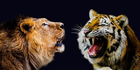 Animales carnívoros: importancia, tipos y subtipos - Consulta Europea