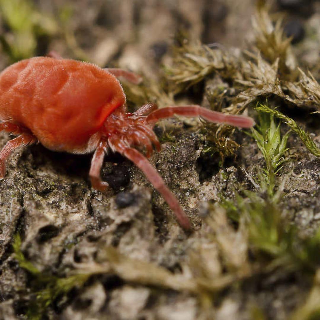 Cosas que seguro no conocías de los ácaros - Consulta Europea