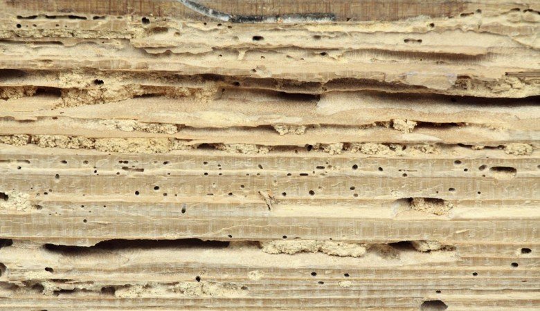 ¿Cuál es la forma correcta de tratar la carcoma? - Consulta Europea